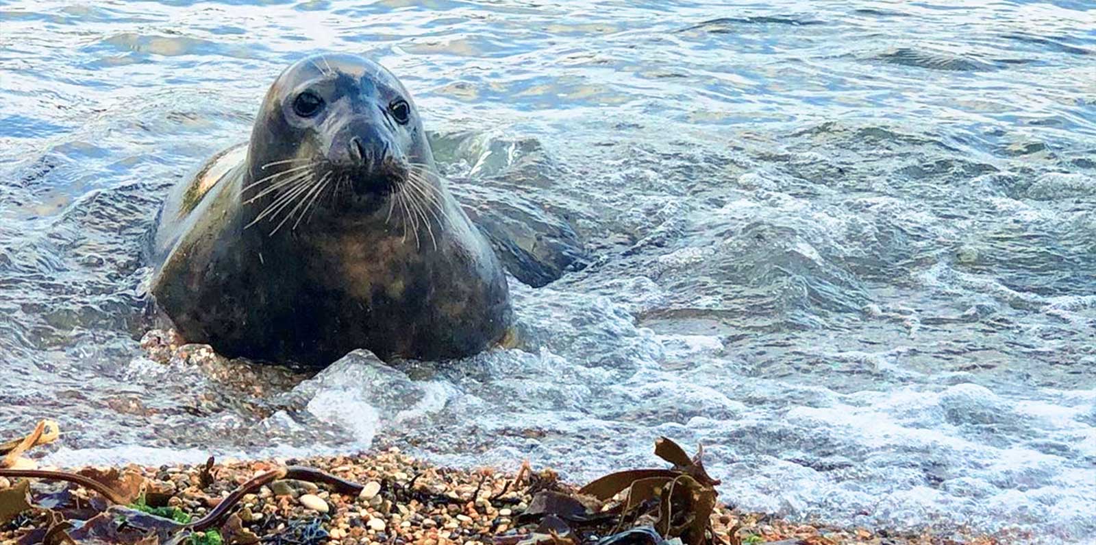 Seal - The Bowshot Lady
